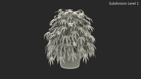 3D marijuana plant pot - TurboSquid 1511499
