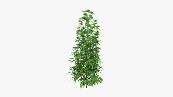 Marijuana plant 3D model - TurboSquid 1511498
