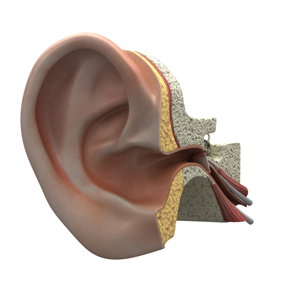 3d inner ear section model