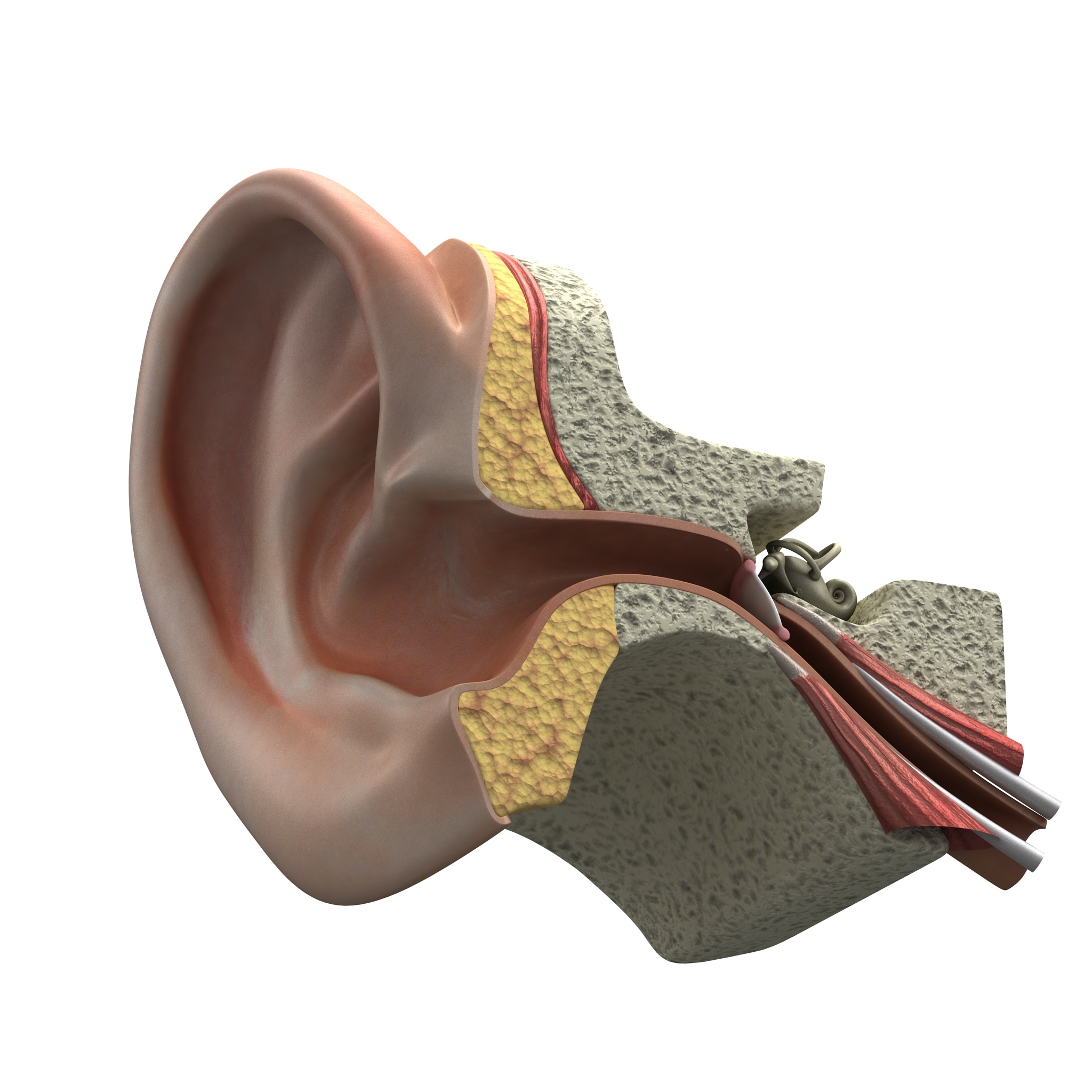 3d inner ear section model