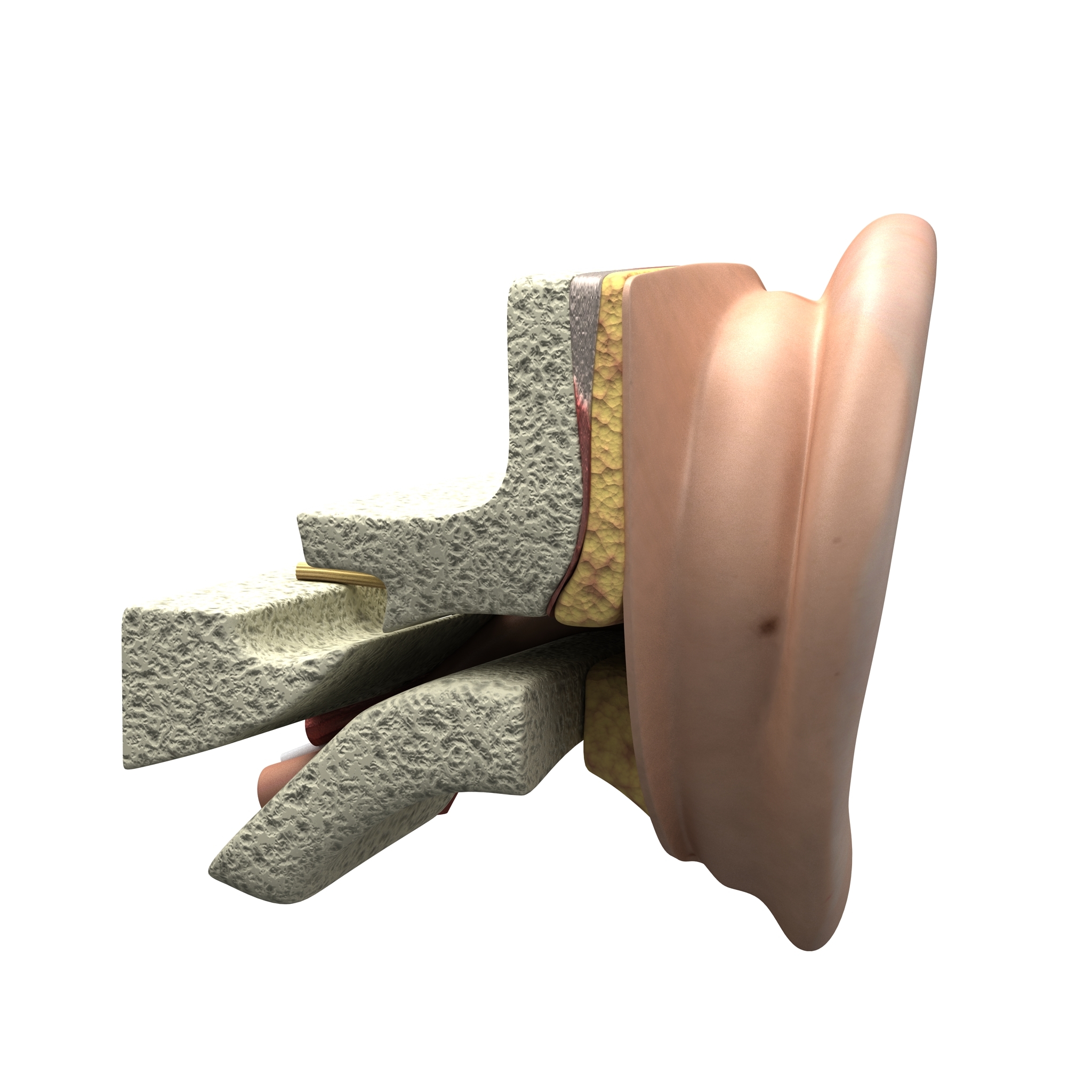 3d inner ear section model