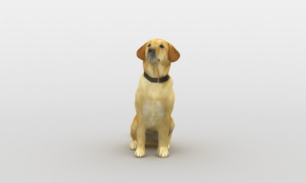 3d rigged dogs pug model