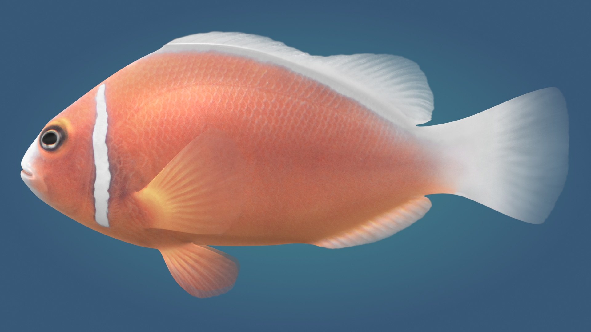 Pink skunk clownfish 3D model - TurboSquid 1512383