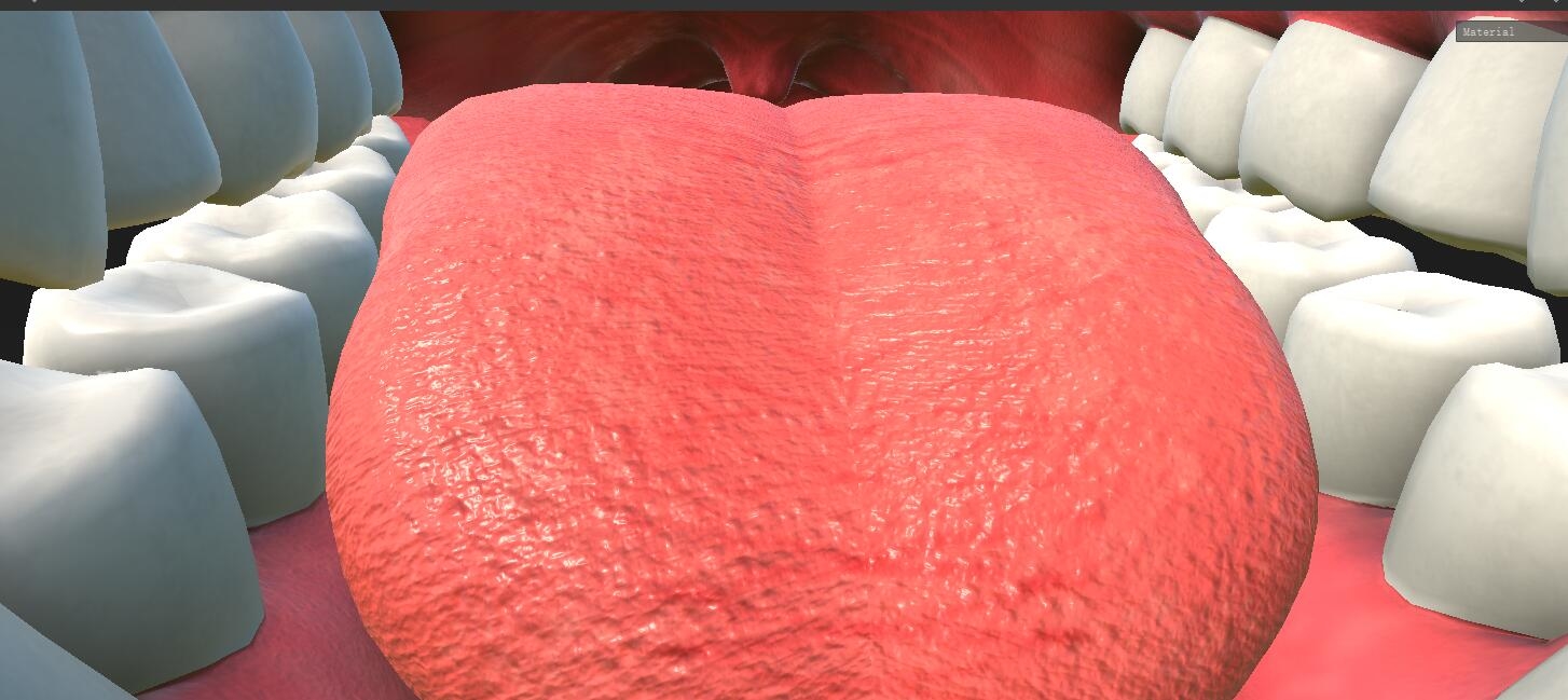 Oral cavity 3D model - TurboSquid 1512365