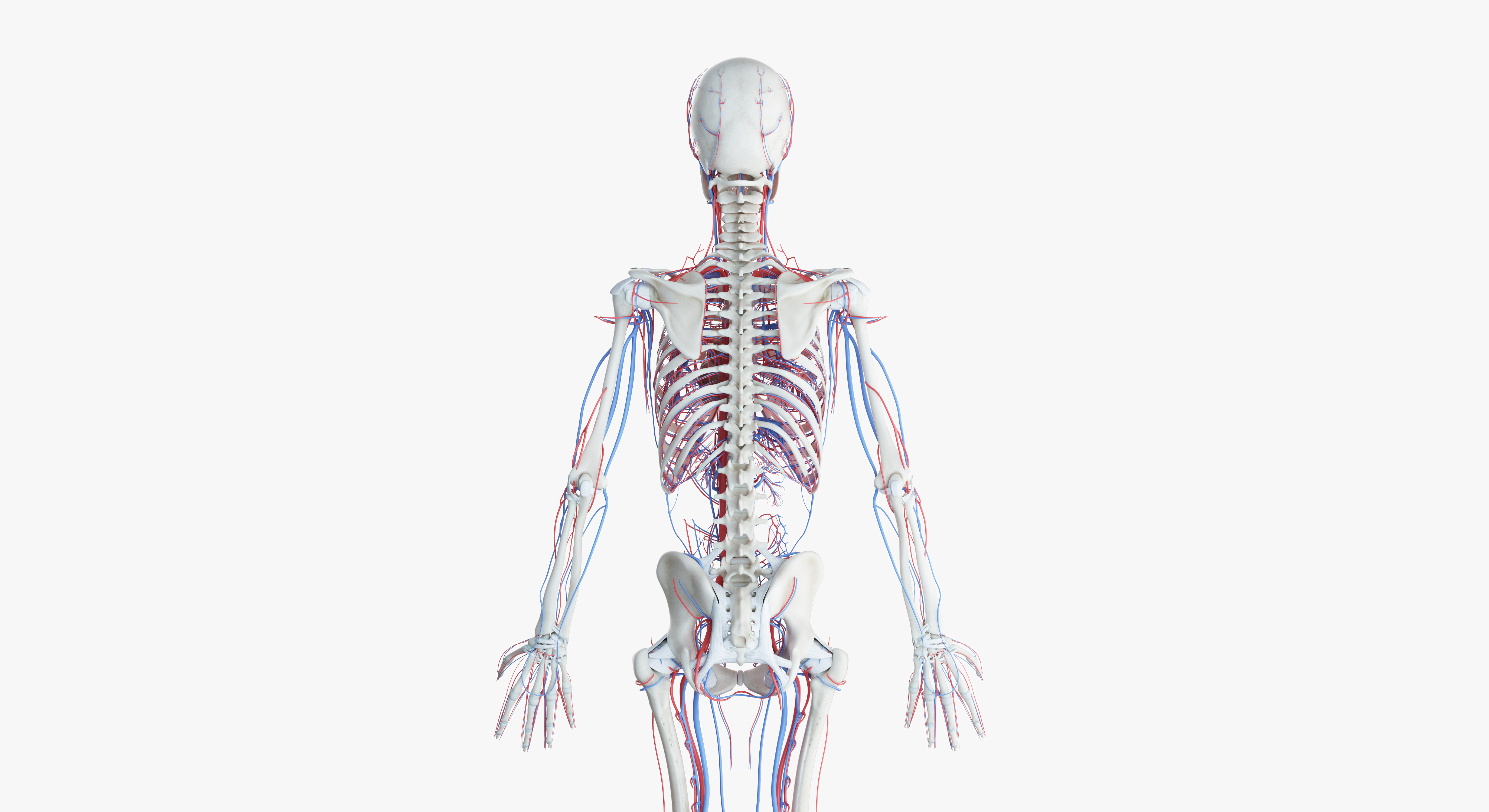 3D skin asian female skeleton model - TurboSquid 1513202