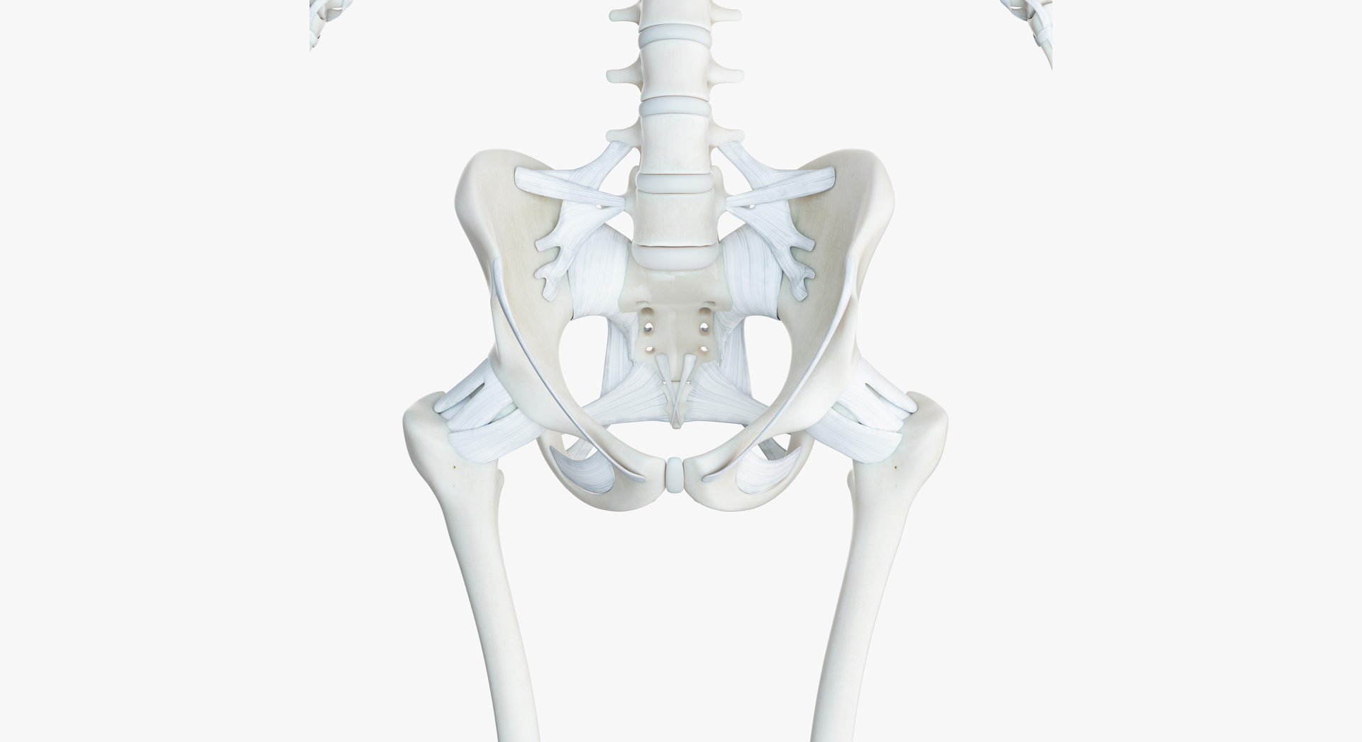 Asian female anatomy model - TurboSquid 1512648