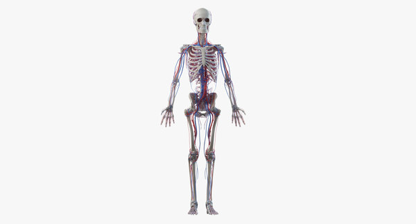 Asian female anatomy model - TurboSquid 1512648
