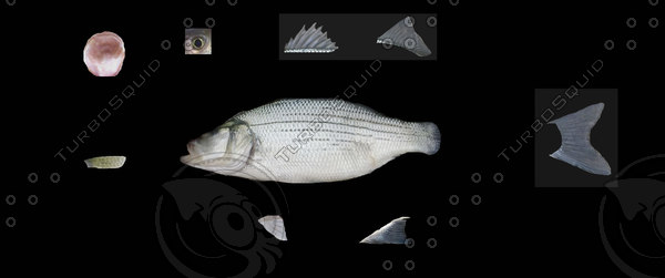 3D white bass model - TurboSquid 1512868