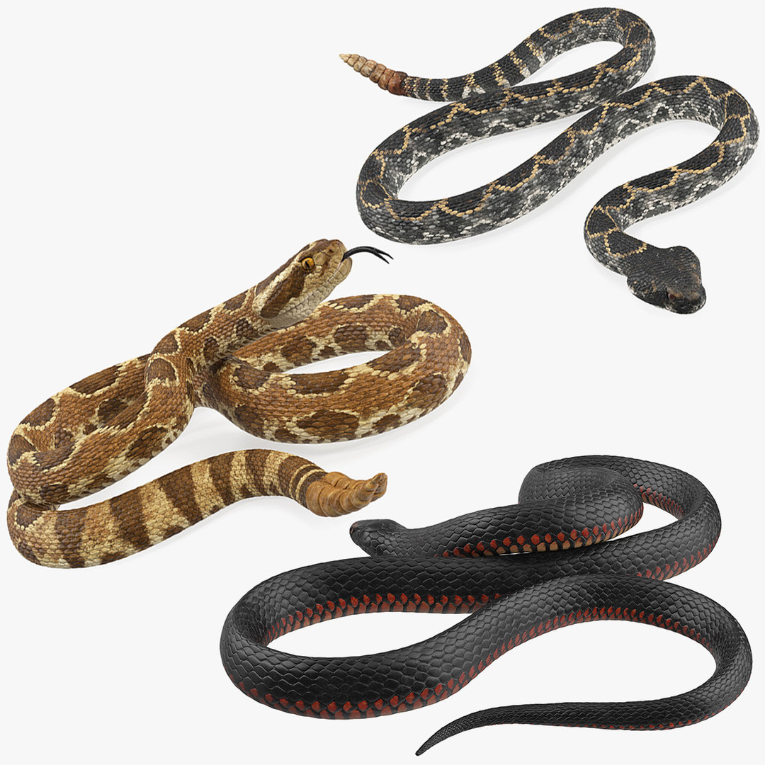 3D model rigged snakes - TurboSquid 1513178