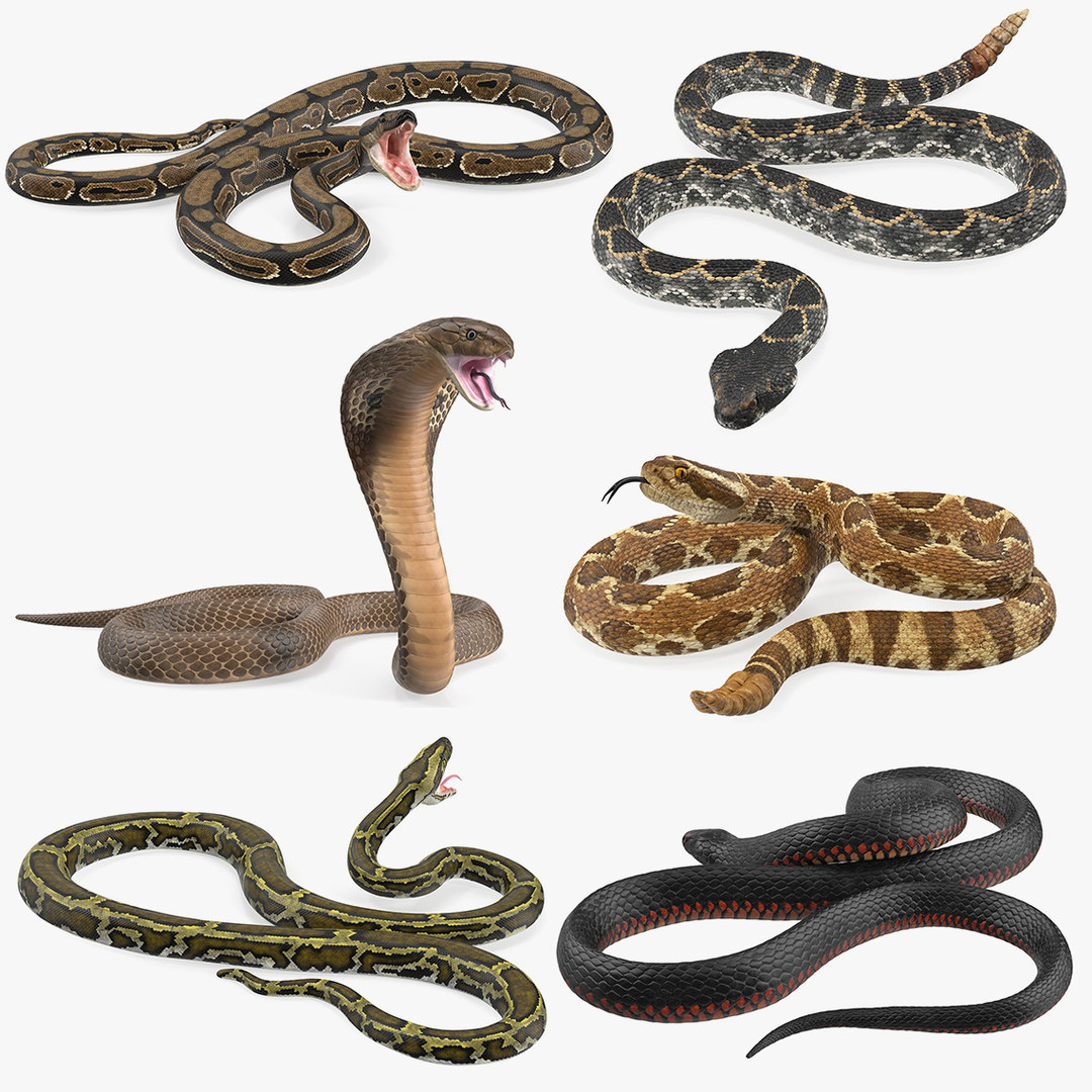 Rigged snakes 4 3D - TurboSquid 1513225