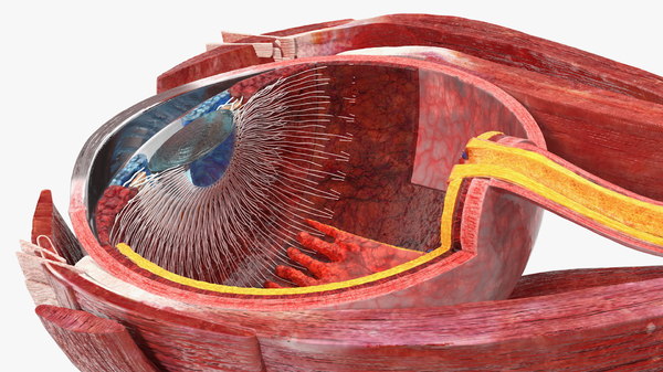 Cross-section human eye right 3D model - TurboSquid 1513424