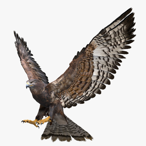 Bird 3D Models for Download | TurboSquid