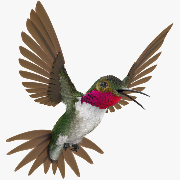 Hummingbird 3D Models for Download | TurboSquid