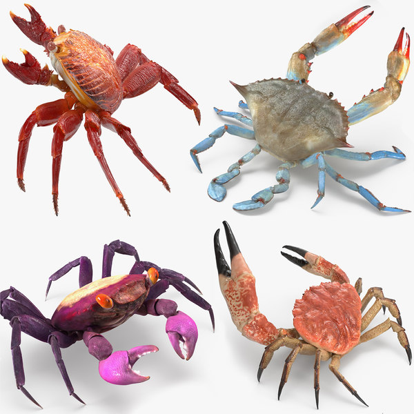 Crab 3D Models for Download | TurboSquid