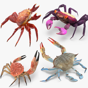 Crab 3D Models for Download | TurboSquid