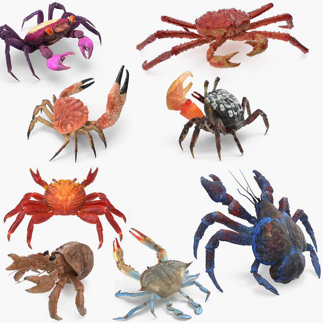3D crabs 3 rigged - TurboSquid 1513957
