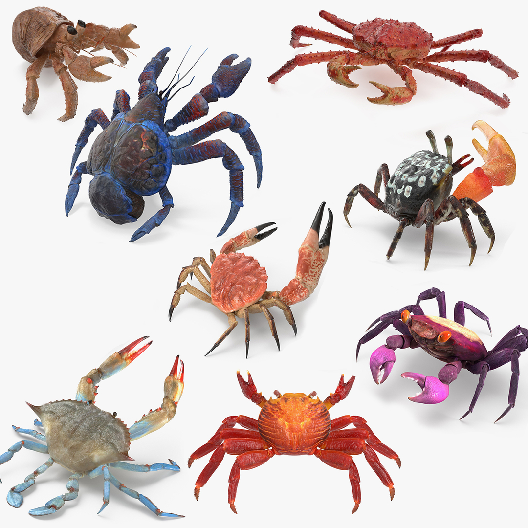 3D model crabs 3 rigged - TurboSquid 1513956