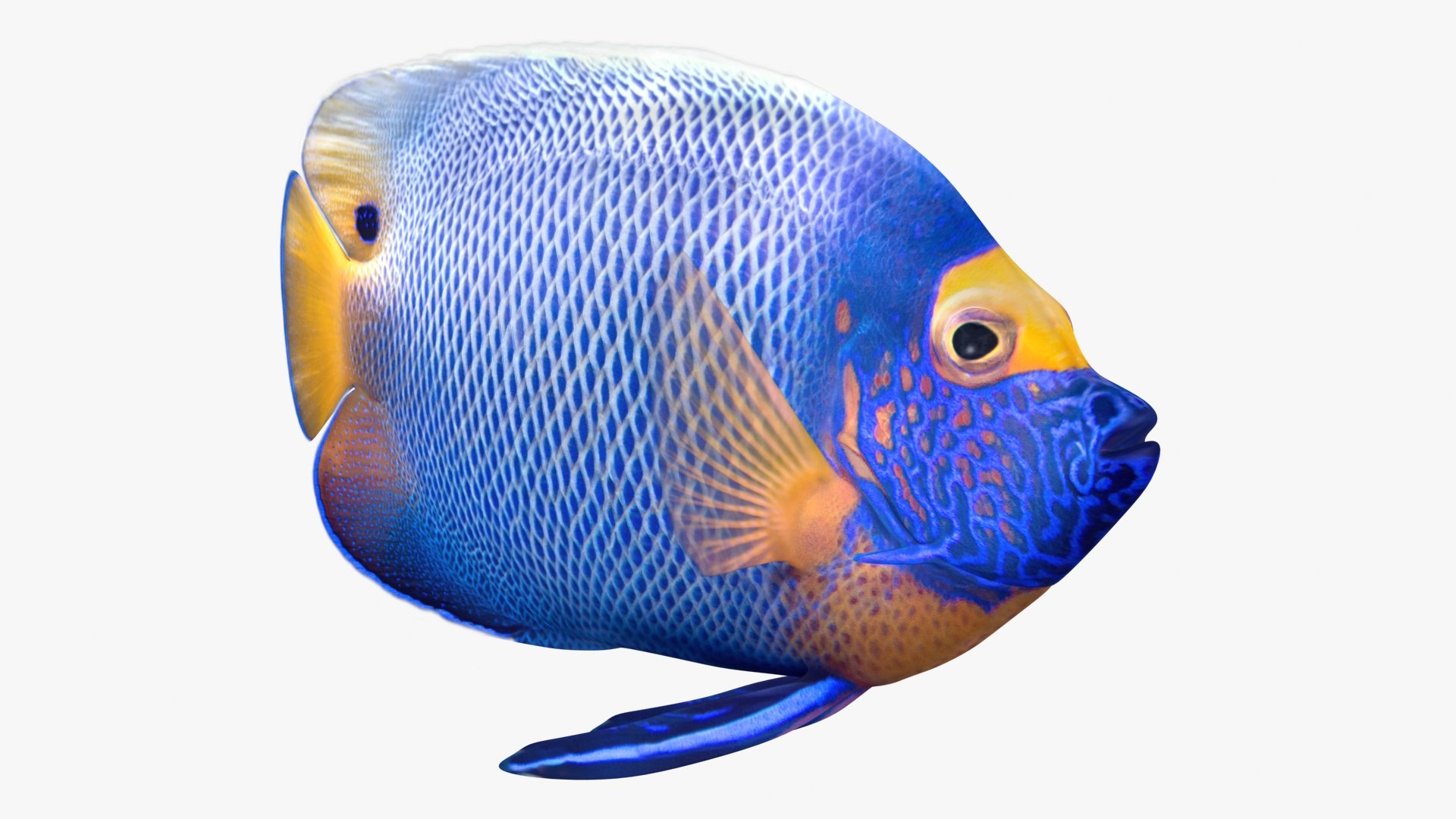 3D model blueface angelfish animation - TurboSquid 1514028