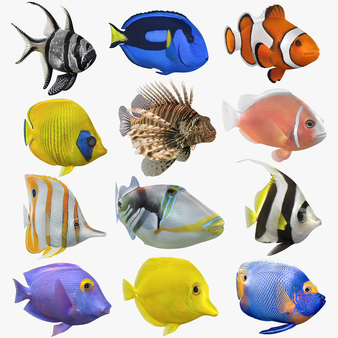 Saltwater fish animation model - TurboSquid 1514298
