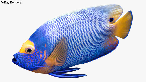 Saltwater fish rigged 3D model - TurboSquid 1514476