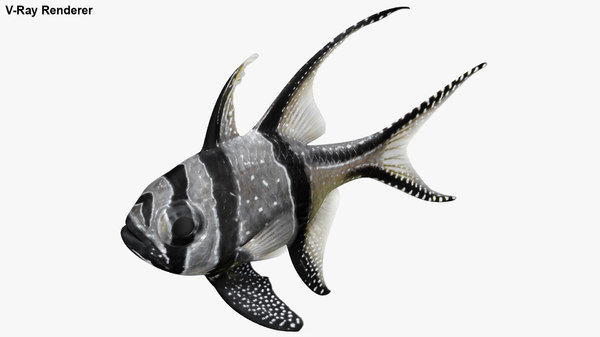 Saltwater fish rigged 3D model - TurboSquid 1514476