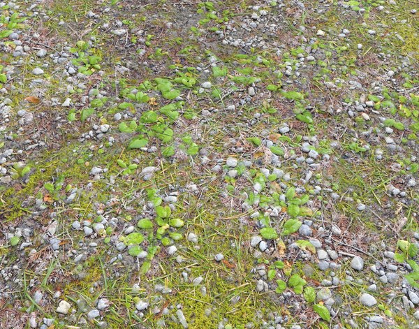 Texture PNG forest ground pbr