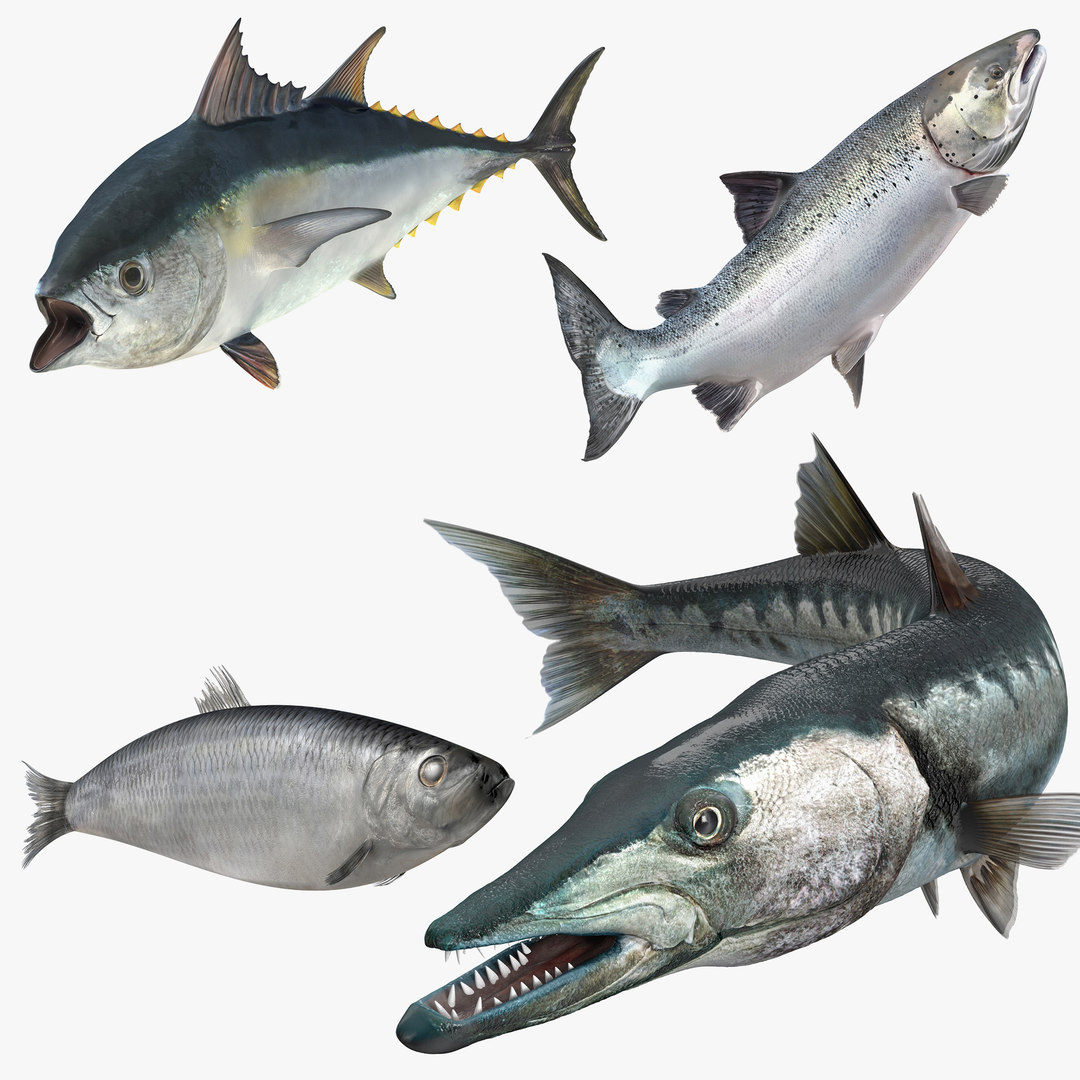 Fishes 2 rigged 3D model - TurboSquid 1514450