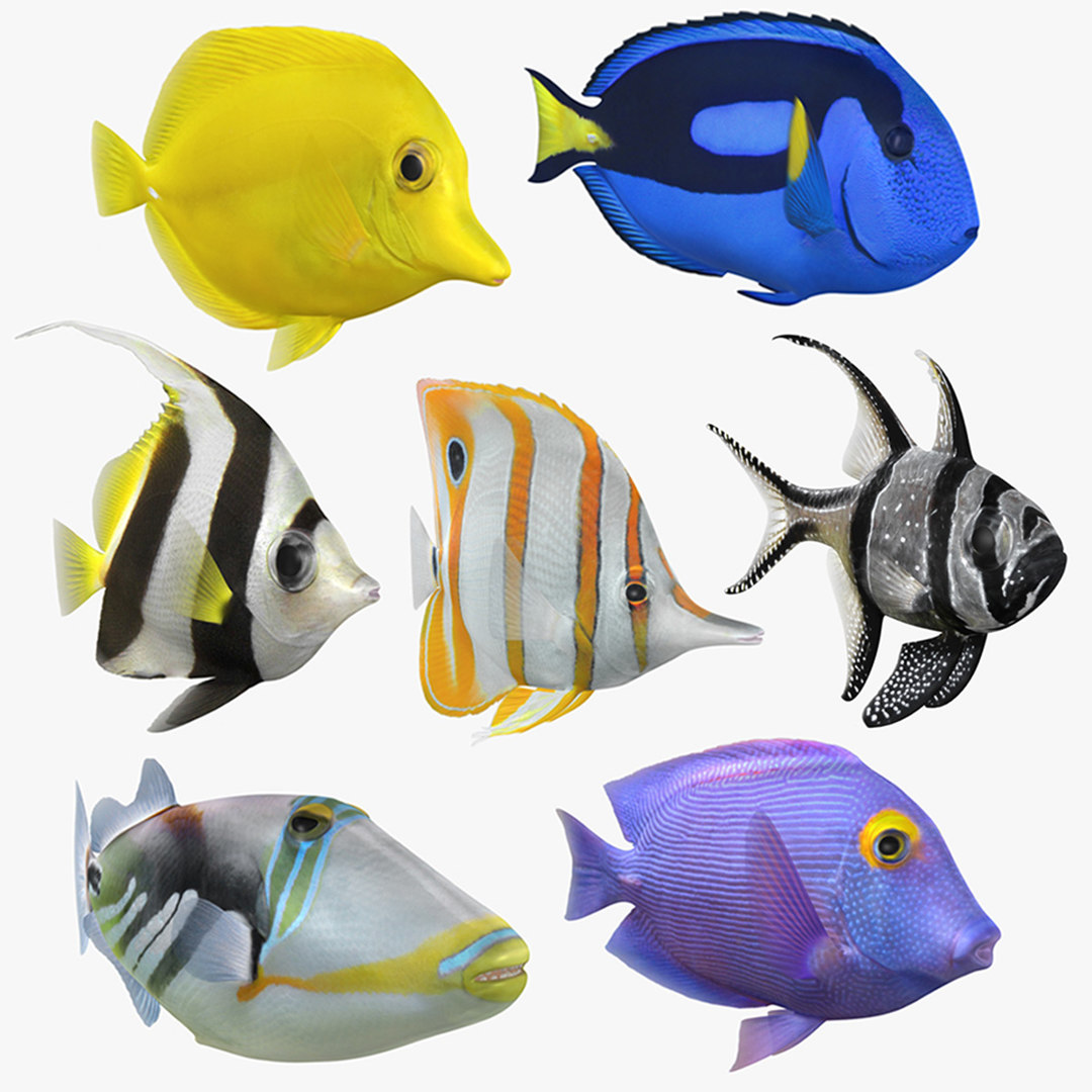 Saltwater fish 2 animation 3D model - TurboSquid 1514498