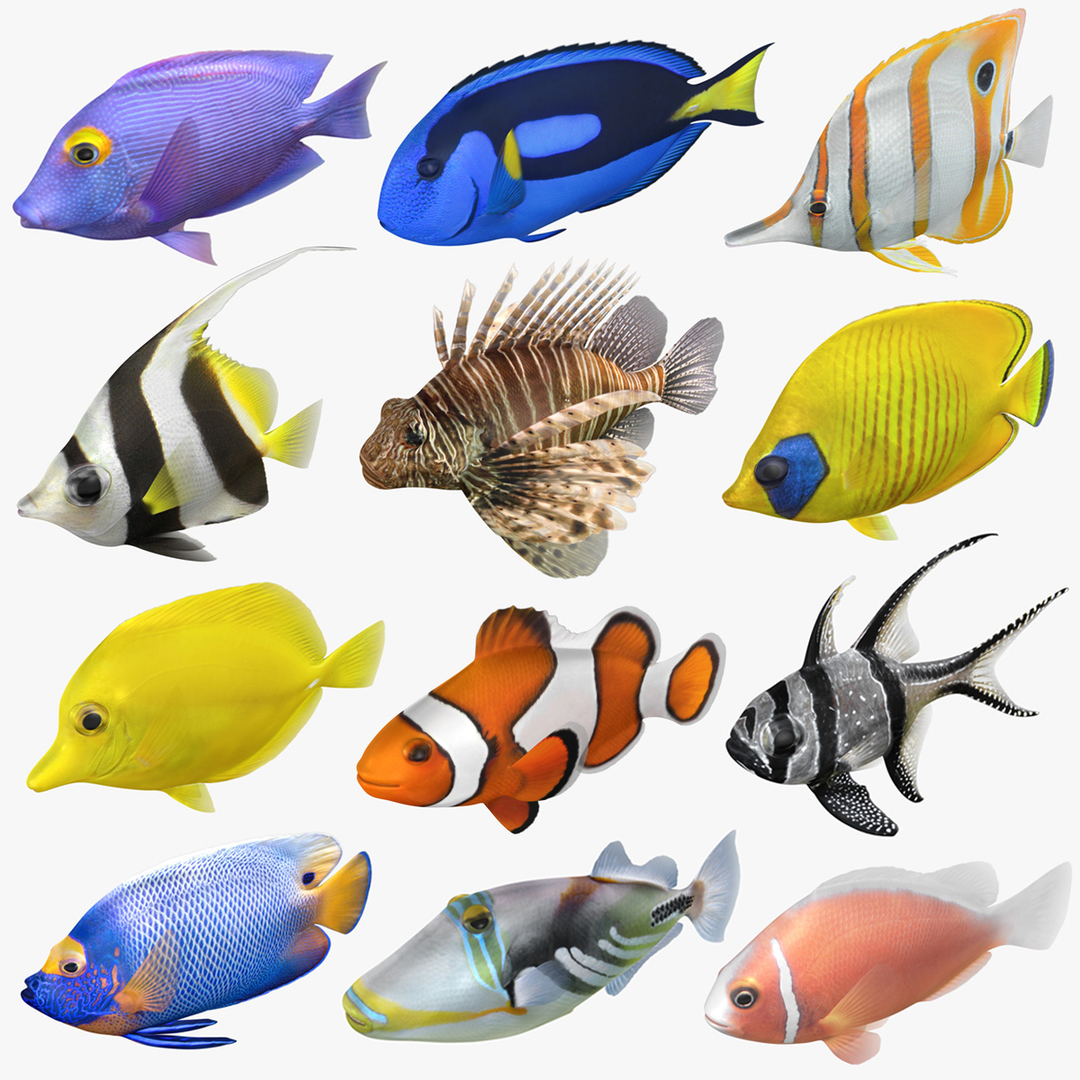 Saltwater fish rigged 3D model - TurboSquid 1514476