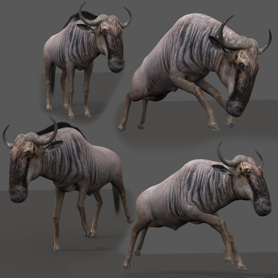 3D wildebeest animation - TurboSquid 1514652