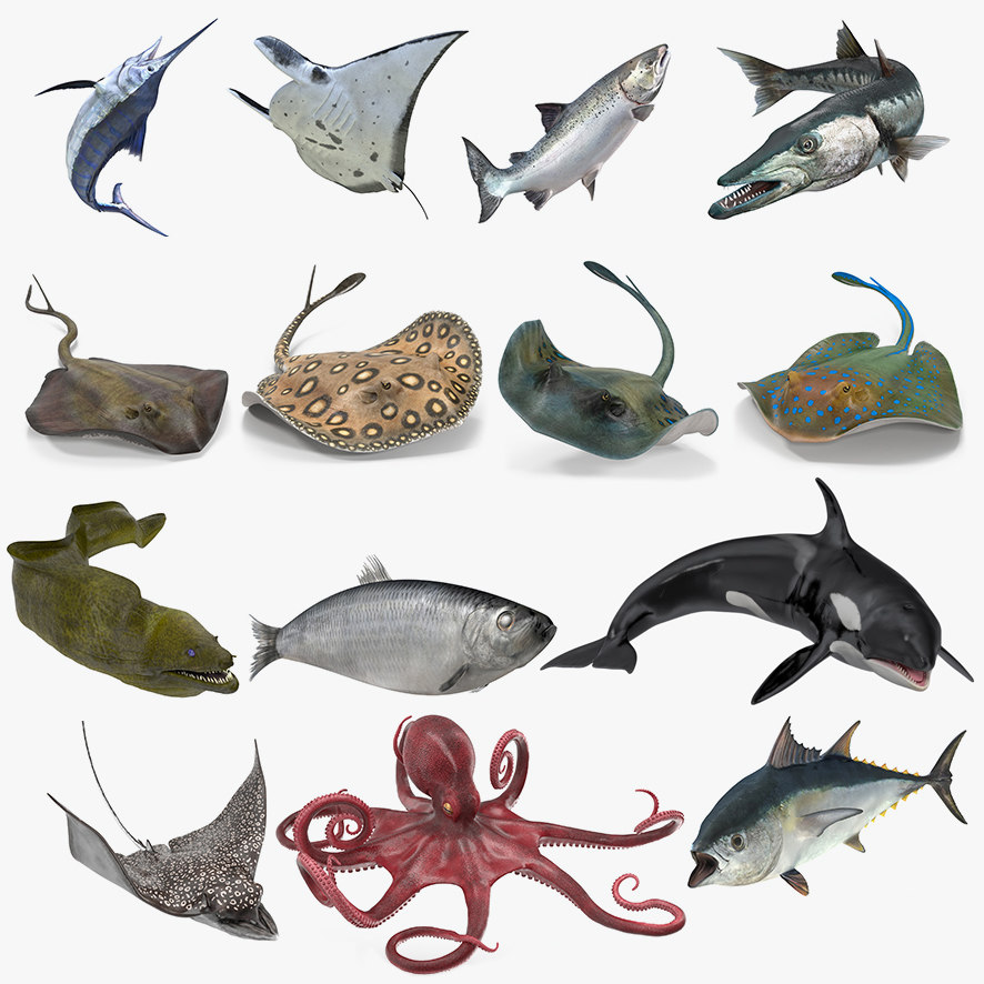 3D fishes 3 rigged - TurboSquid 1514725