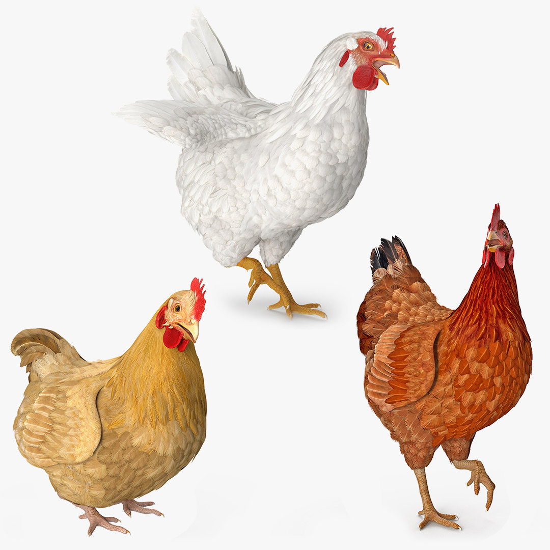 3D model rigged chickens - TurboSquid 1514779