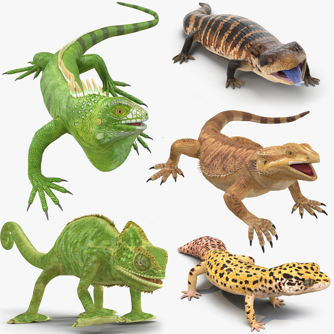 3D model lizards rigged - TurboSquid 1514812