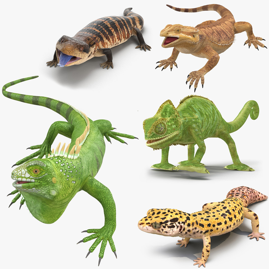 3D lizards rigged - TurboSquid 1514811
