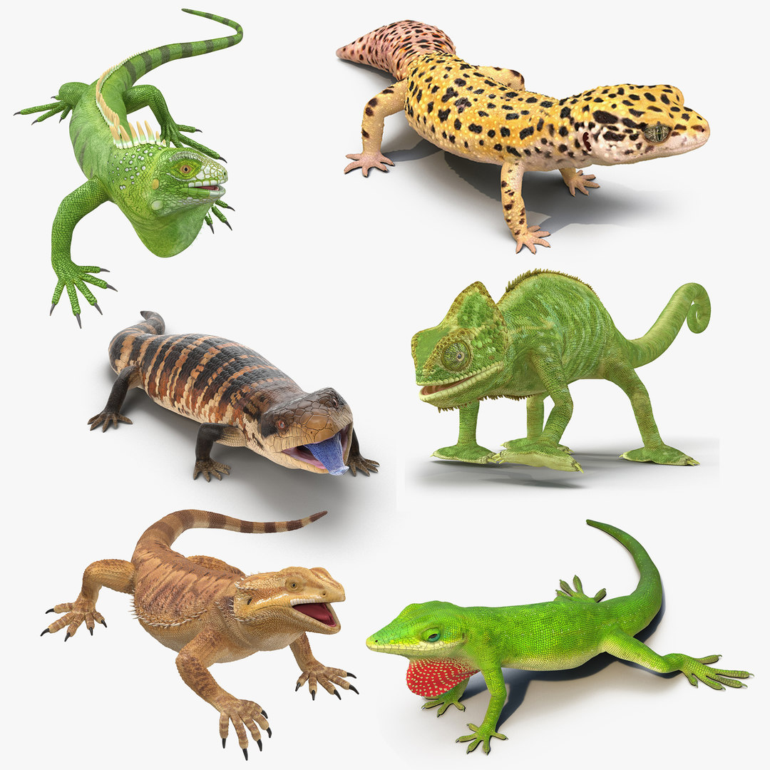 Lizards rigged 2 3D model - TurboSquid 1514886