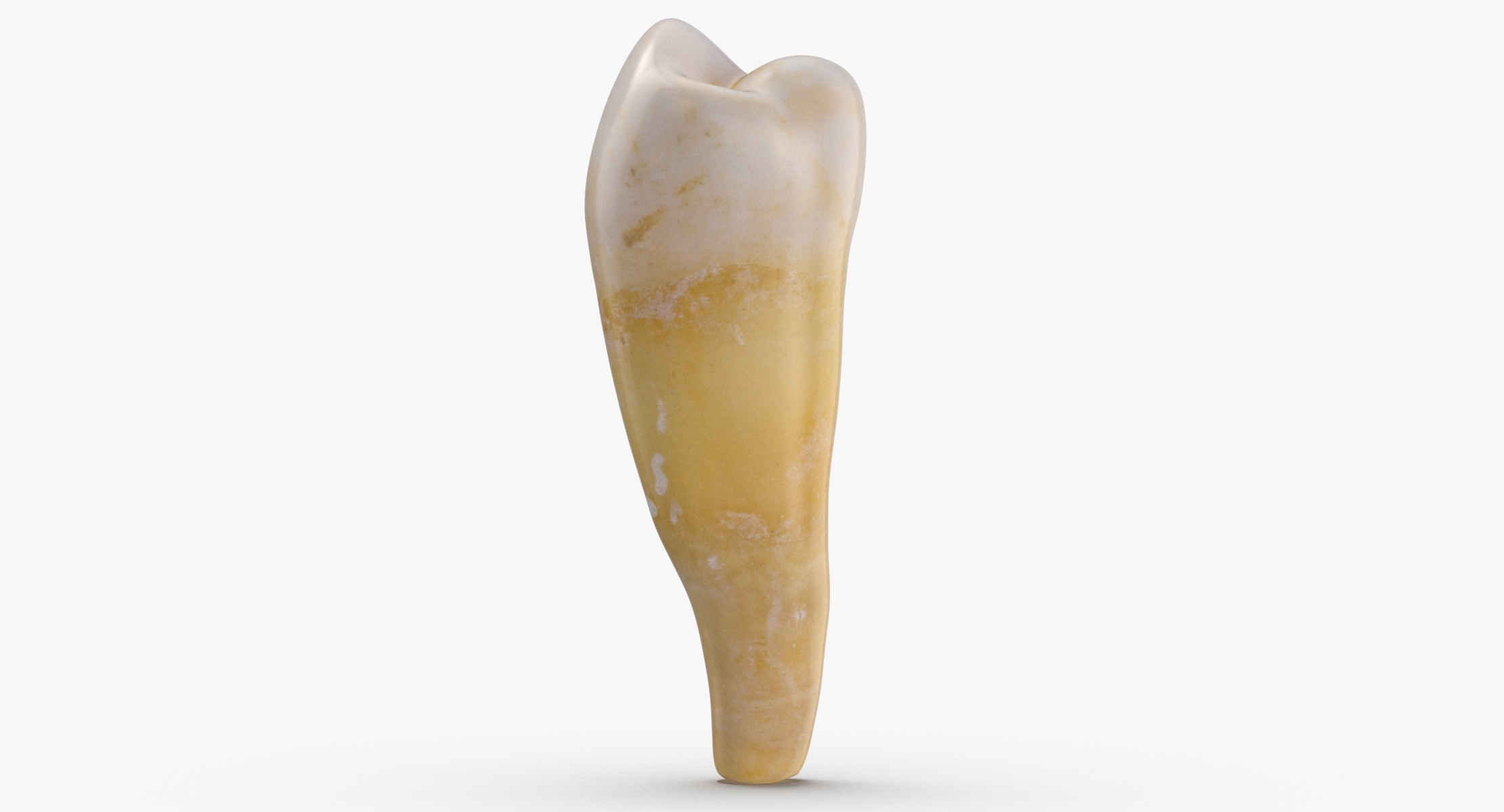 Premolar lower jaw 01 3D model - TurboSquid 1512984