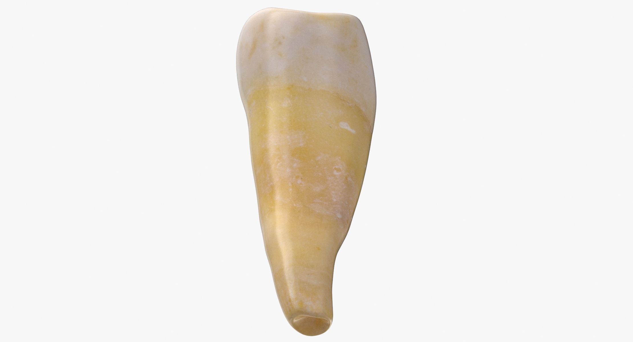 Premolar lower jaw 01 3D model - TurboSquid 1512984