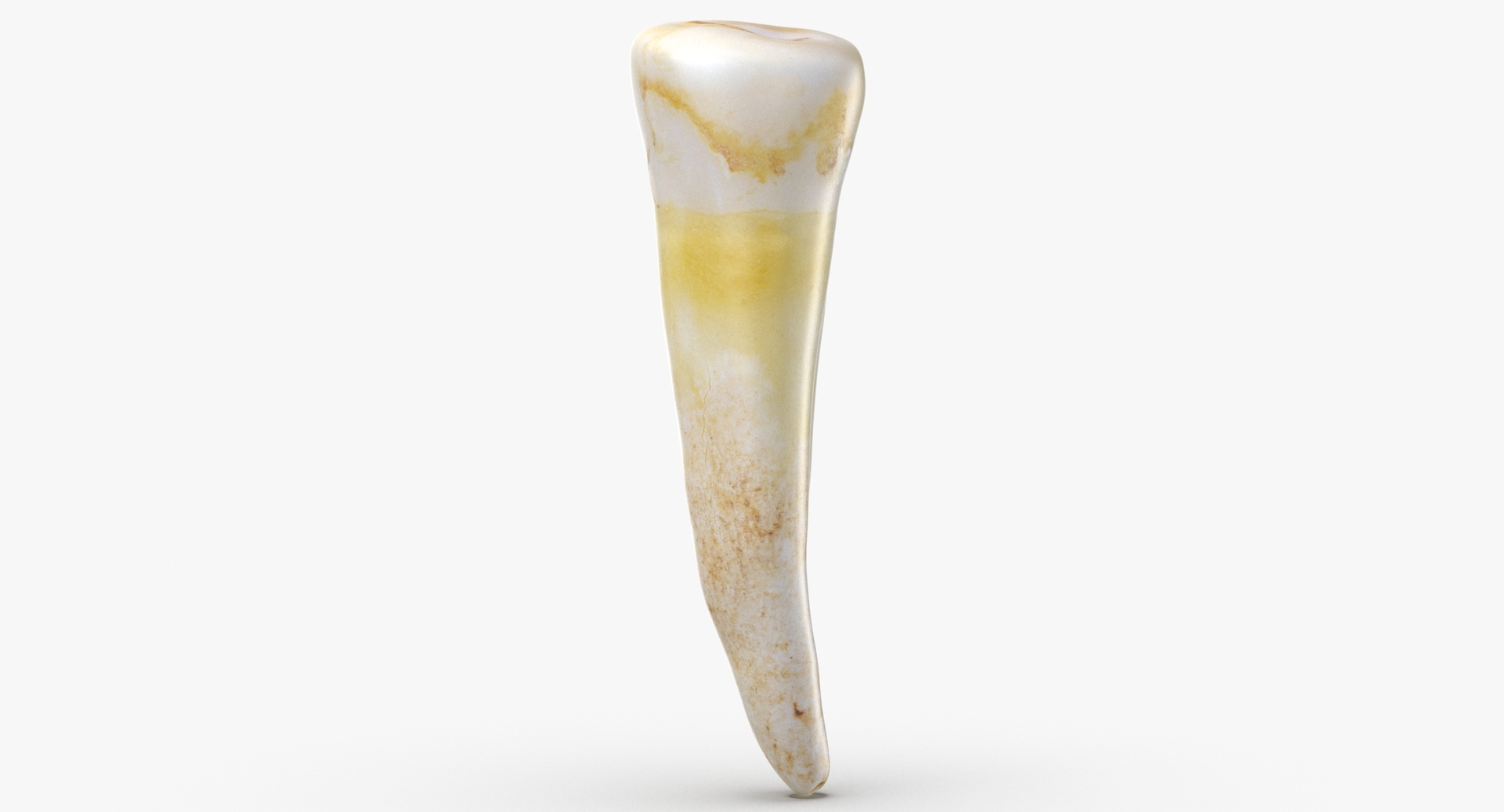 3D model premolar lower jaw 02 - TurboSquid 1512986