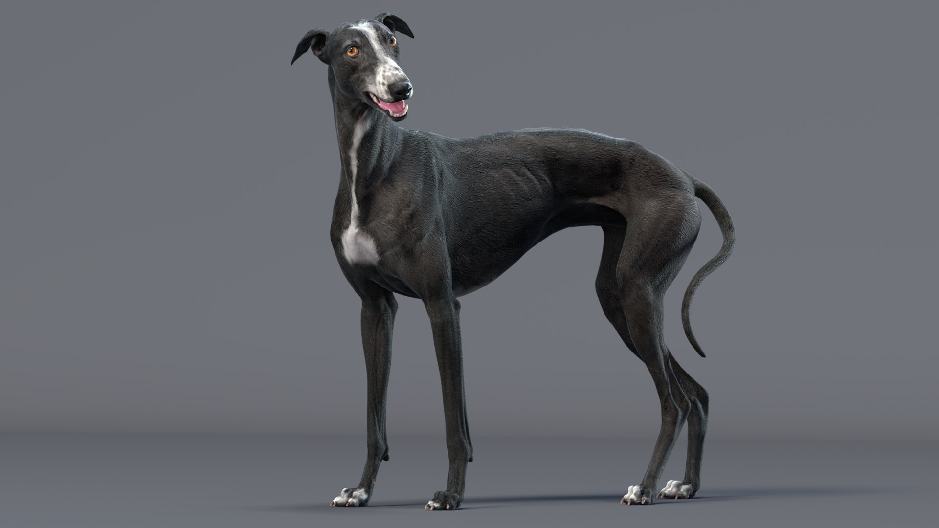 3D realistic greyhound rigged model - TurboSquid 1515353