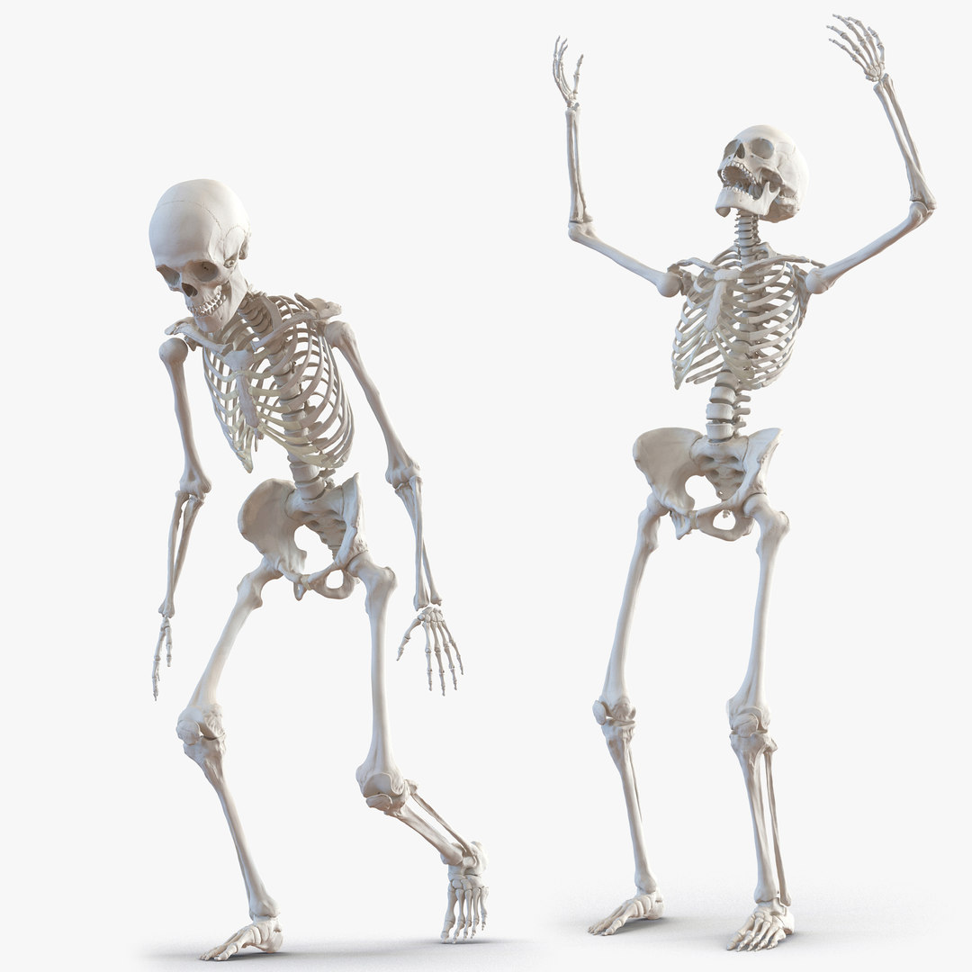 Human skeletons rigged 3D - TurboSquid 1515364