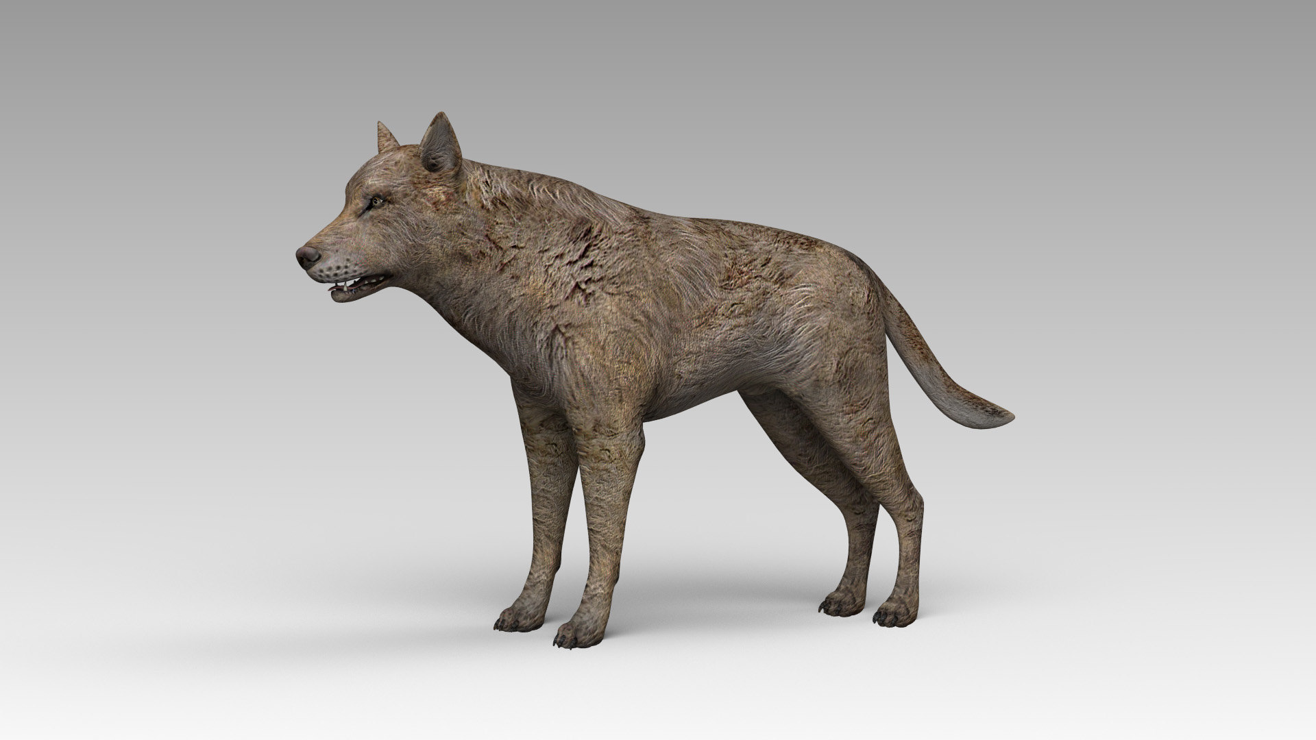 3d model of wolf