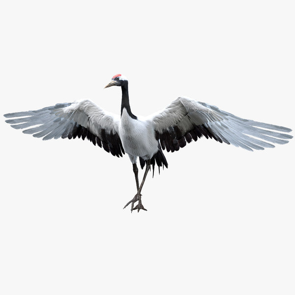 3D Red-Square Models | TurboSquid