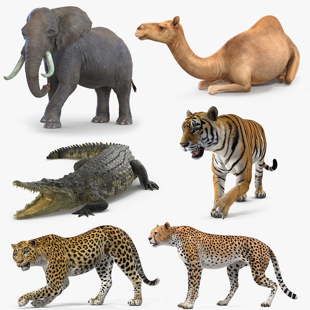 Animals Model Size at Carlos Snyder blog