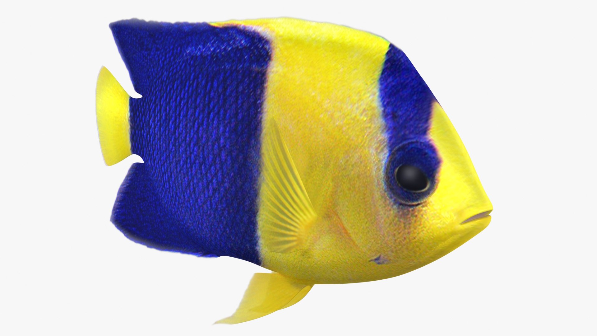 Bicolor Angelfish Animated Modelo 3D - TurboSquid 1516485