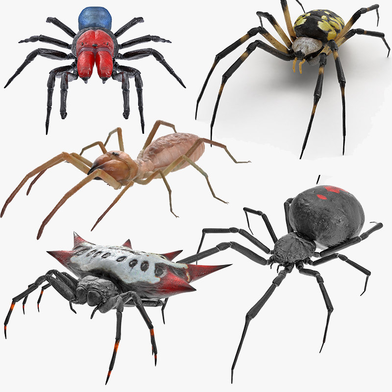 3D rigged spiders model - TurboSquid 1516535