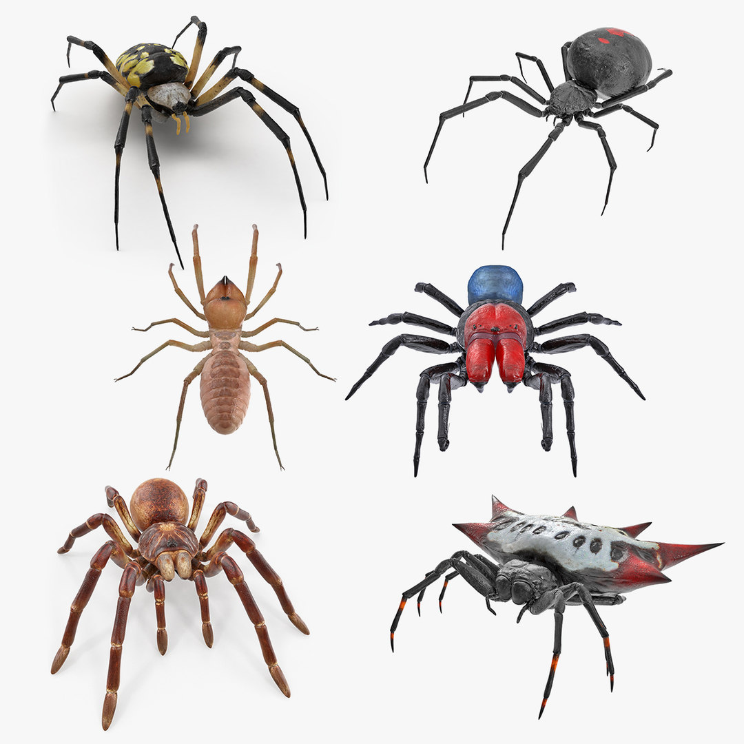 Rigged spiders 2 3D model - TurboSquid 1516749