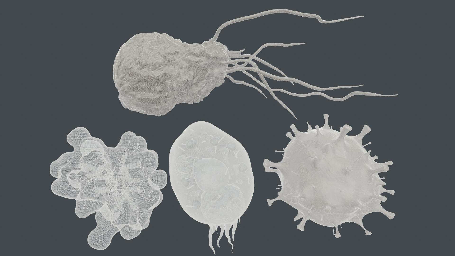 3D model virus anatomy - TurboSquid 1516971