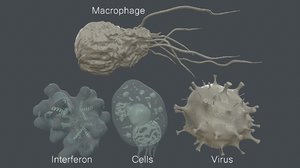 3d model macrophage anatomy