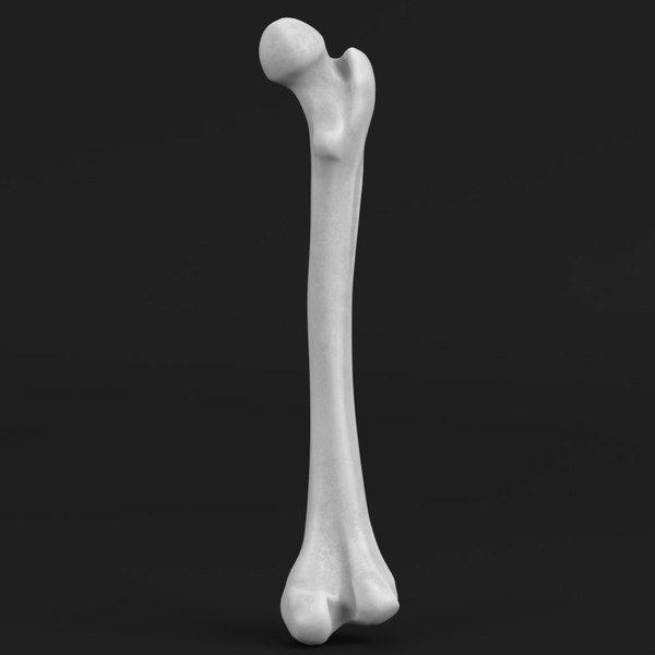 human thigh bone femur c4d