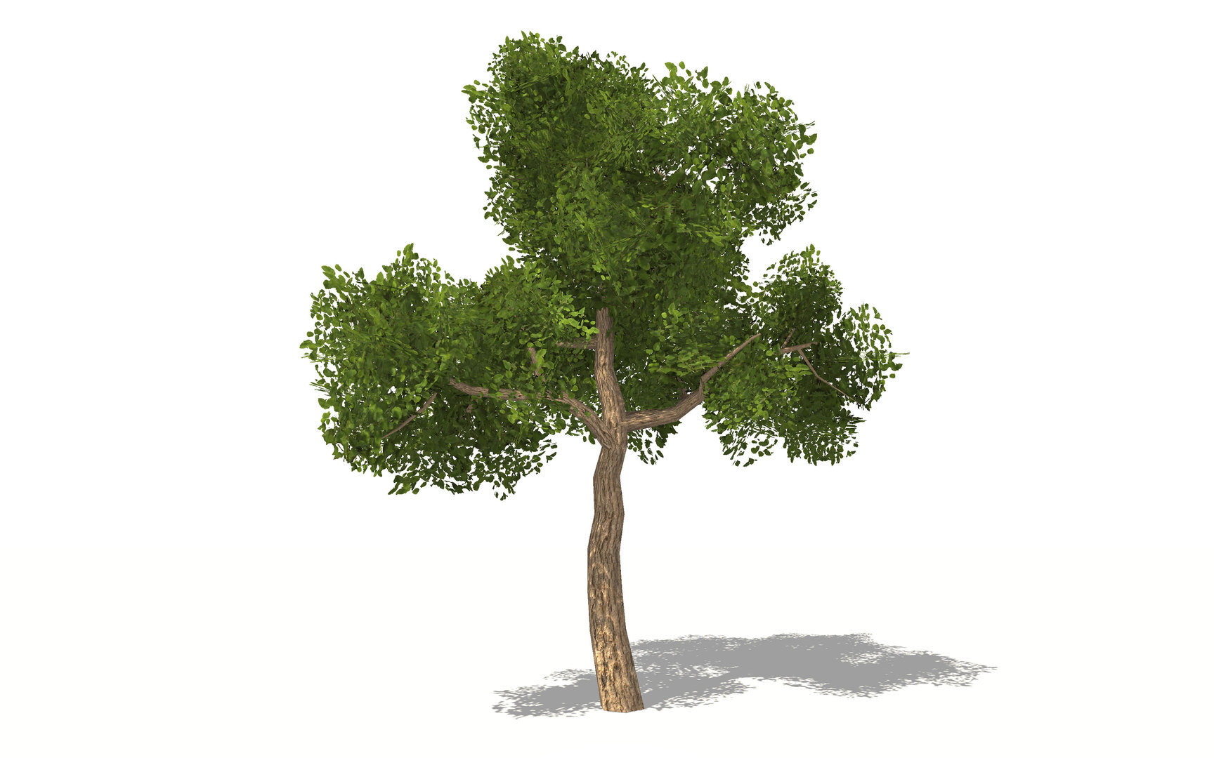 3D realistic forest trees model - TurboSquid 1517320